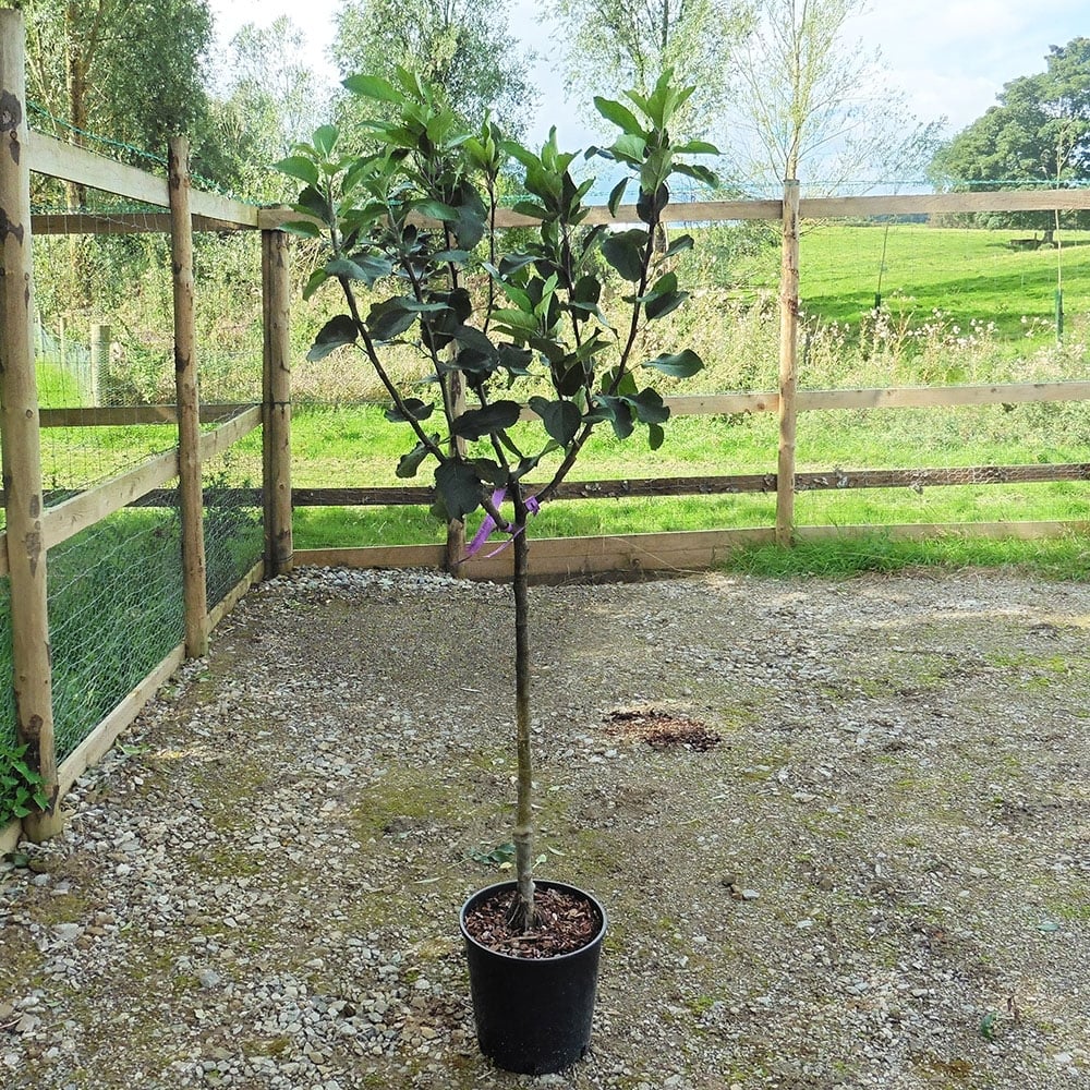Family Apple Tree | 3-in-1 Family Fruit | Ornamental Trees