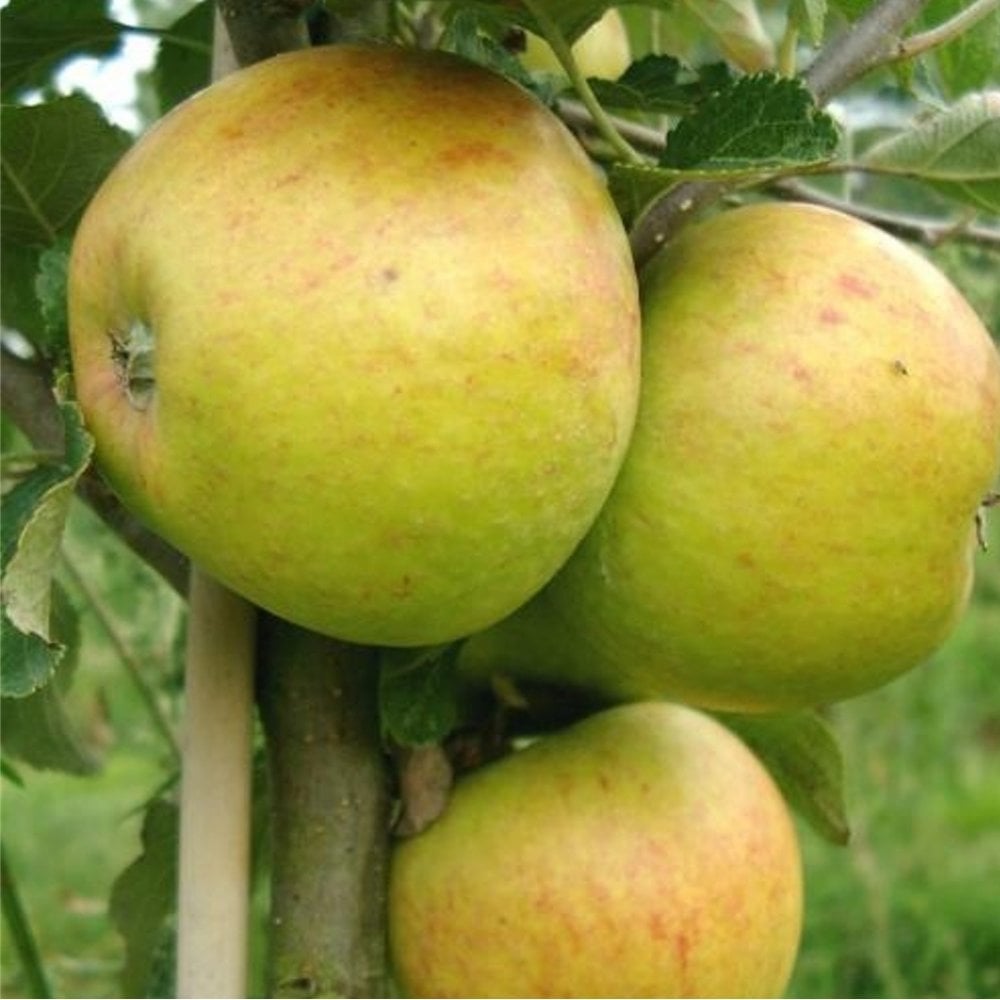 Family Apple Tree | Buy Triple Variety Apple Trees | Ornamental Trees