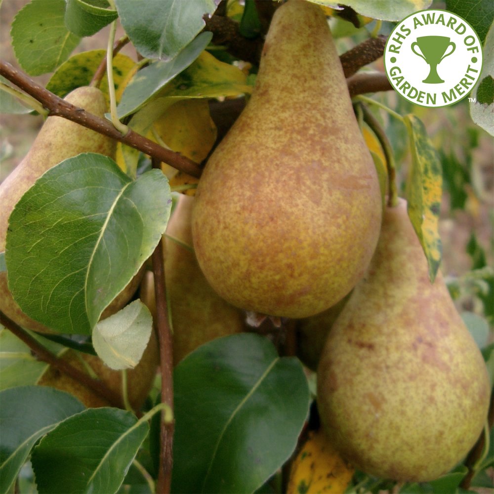 Family Pear Trees | Triple Variety Pear Trees | Ornamental Trees