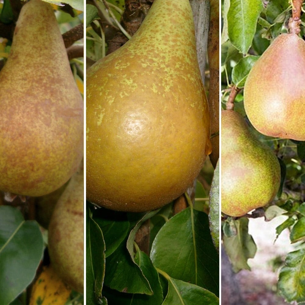 Pear Trees For Sale | Dwarf, Vigorous & Trained | Ornamental Trees