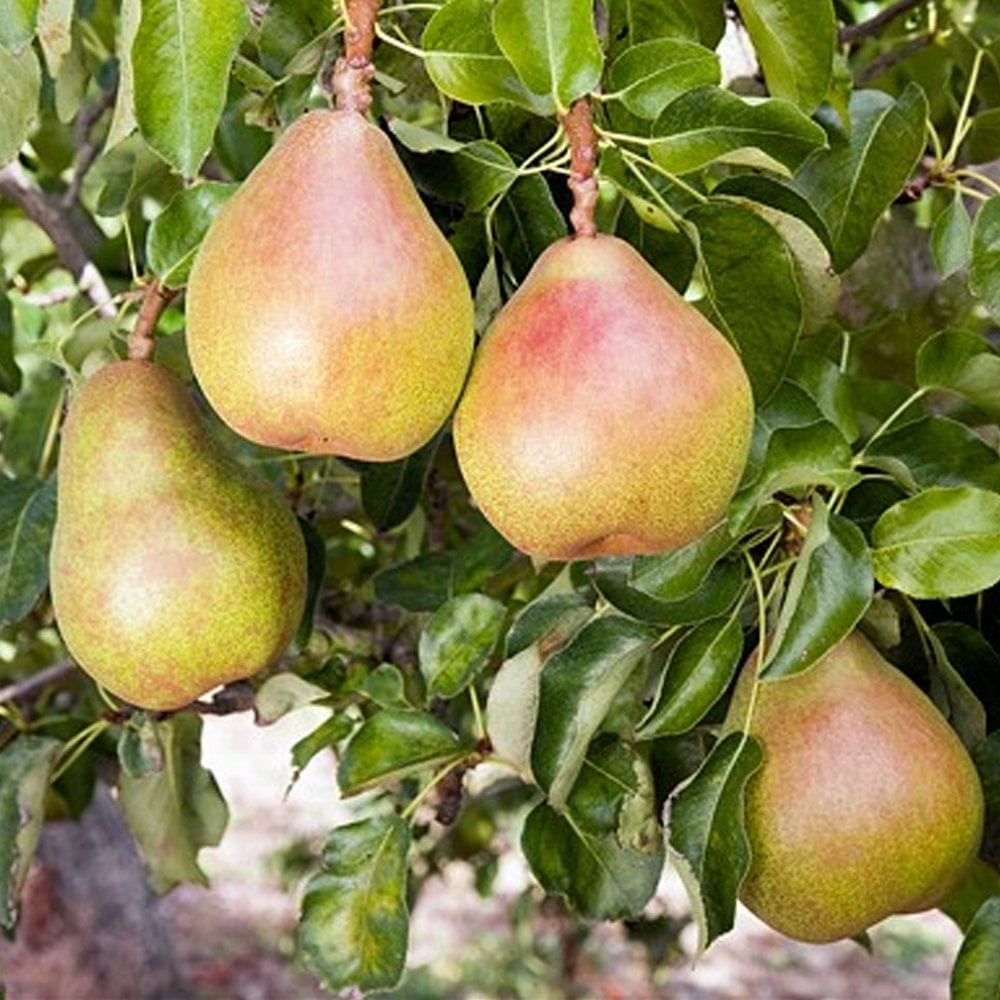 Family Pear Trees | Triple Variety Pear Trees | Ornamental Trees