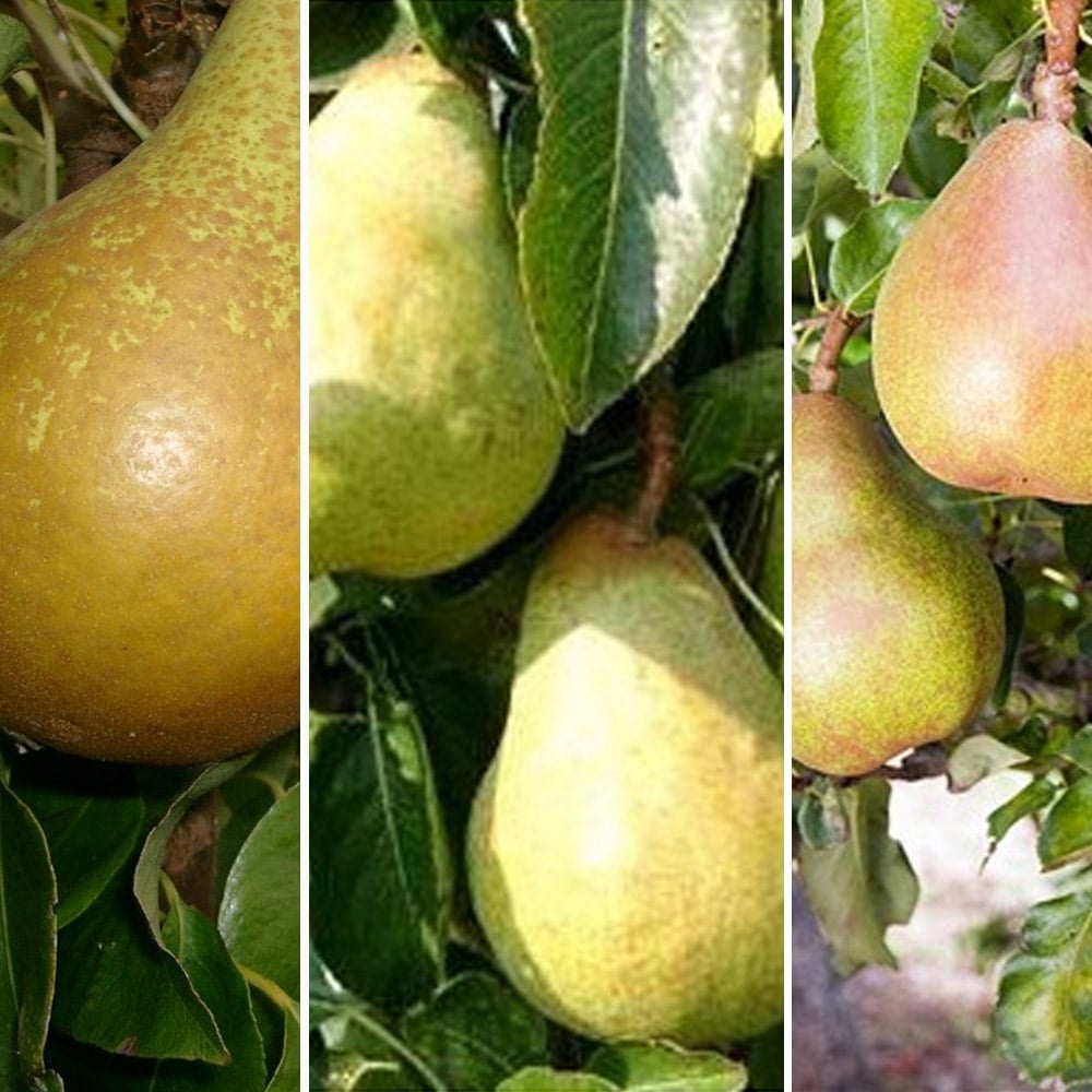 Family Pear Trees | 3-In-1 3 Variety Pear Trees For Sale – Ornamental Trees