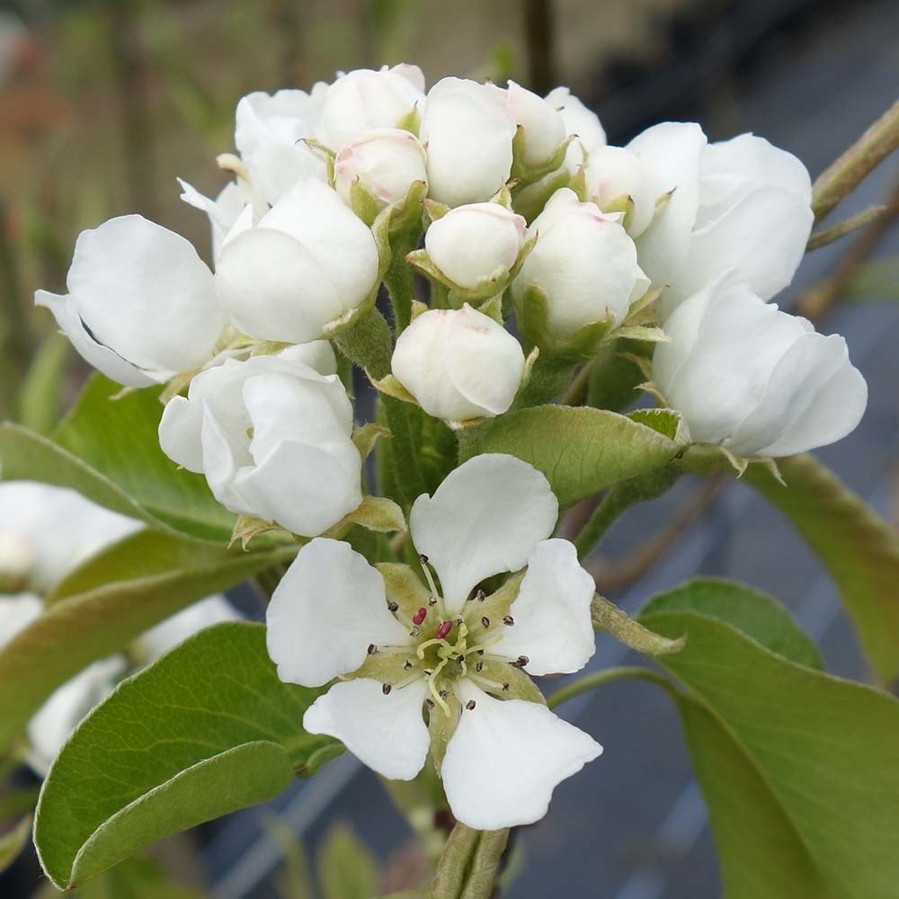 Family Pear Trees | 3-In-1 3 Variety Pear Trees For Sale – Ornamental Trees