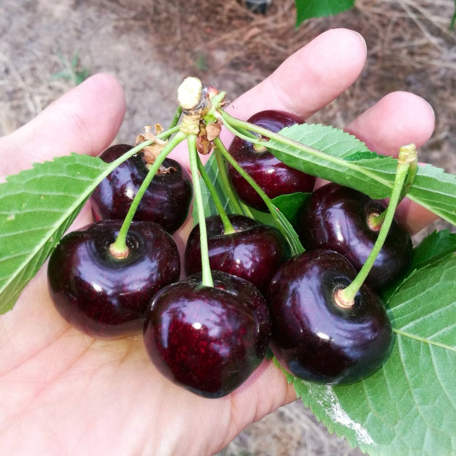 Cherry Trees For Sale | Eating & Cooking Cherries | Ornamental Trees