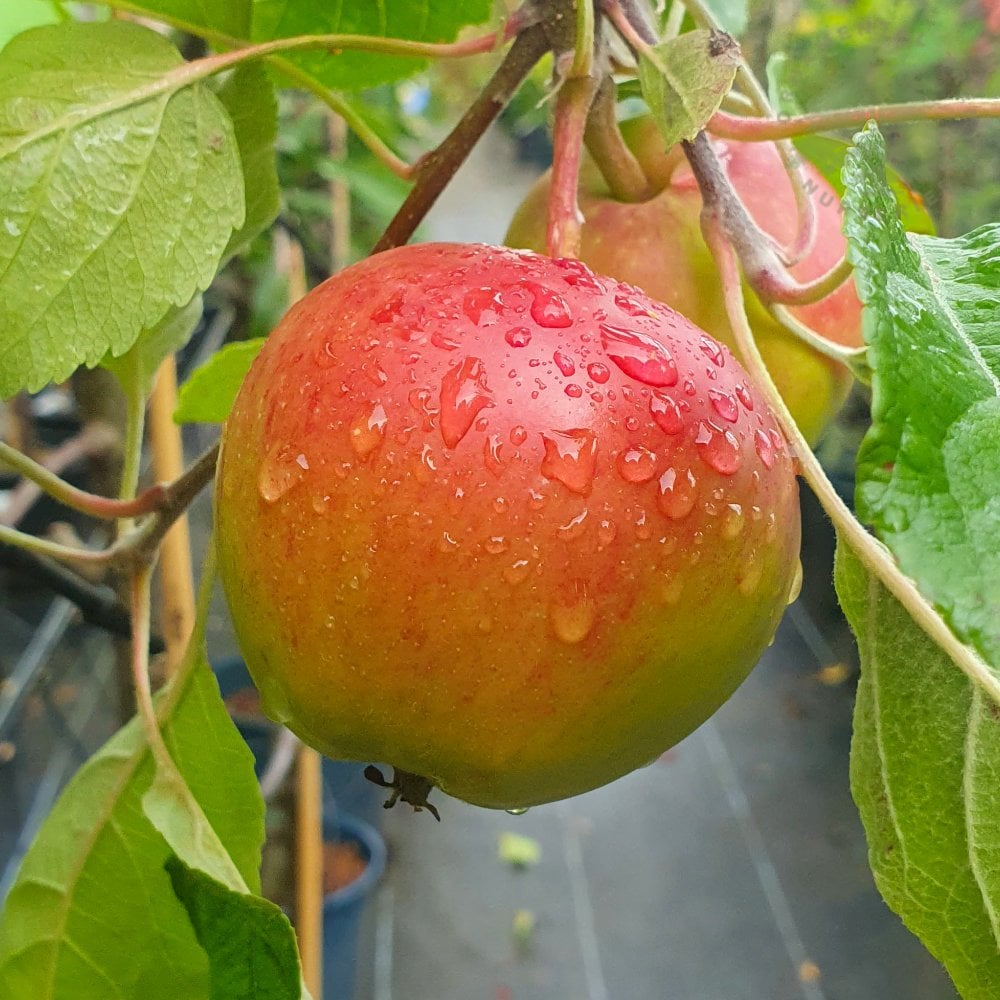 Fiesta Apple Trees For Sale | Red Pippin Apples | Ornamental Trees