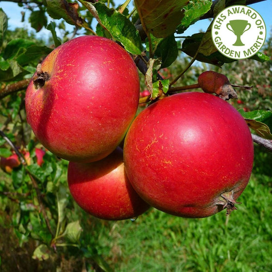 Fiesta Apple Trees For Sale | Red Pippin Apples | Ornamental Trees