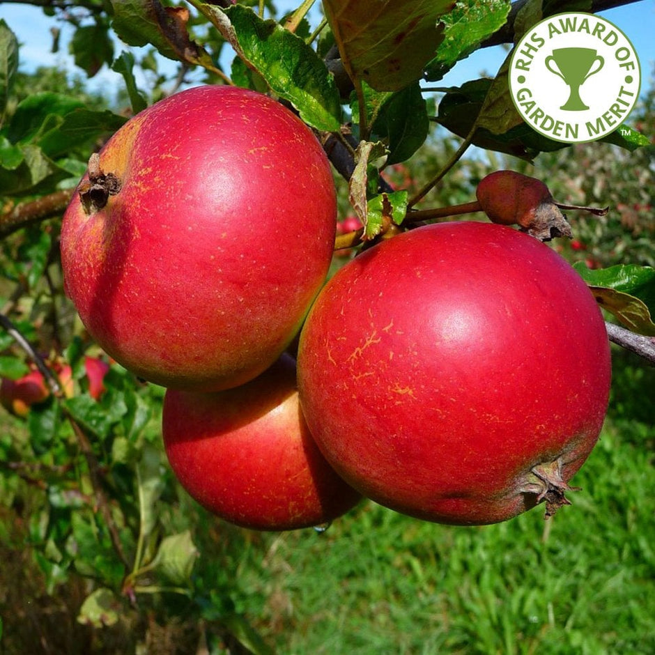 Apple Trees For Sale | Self-fertile, Dwarf Etc | Ornamental Trees