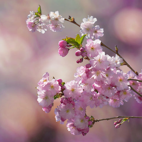 50+ Summer Flowering Trees Online | Ornamental Trees