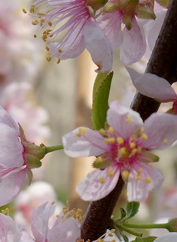 Small & Dwarf Flowering Cherry Blossom Trees | Ornamental Trees