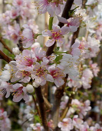 Small & Dwarf Flowering Cherry Blossom Trees | Ornamental Trees