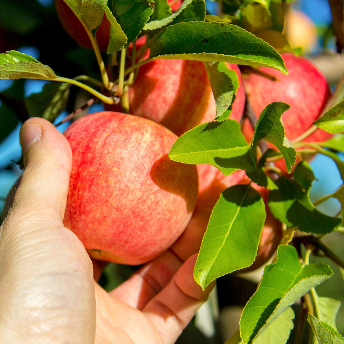 Gala Apple Trees For Sale | Popular Sweet Apples | Ornamental Trees