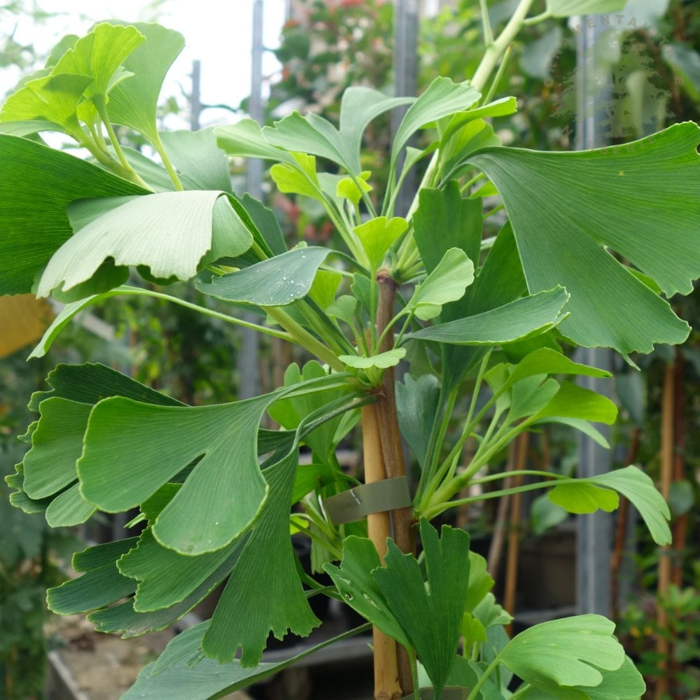 Ginkgo biloba Fastigiata Blagon Maidenhair Tree | Ornamental Trees