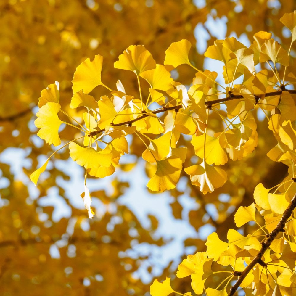 Ginkgo biloba | Maidenhair Trees For Sale | Ornamental Trees