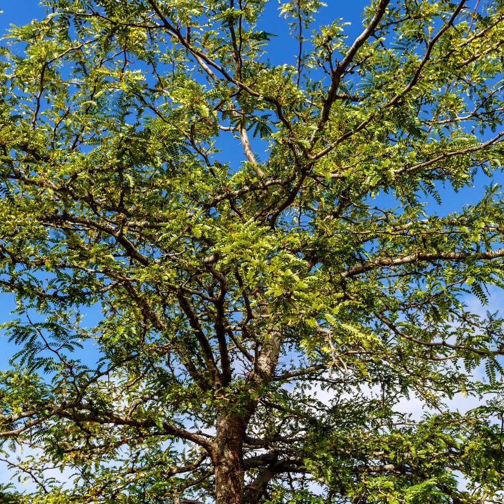 Gleditsia triacanthos Skyline | Honey Locust | Ornamental Trees
