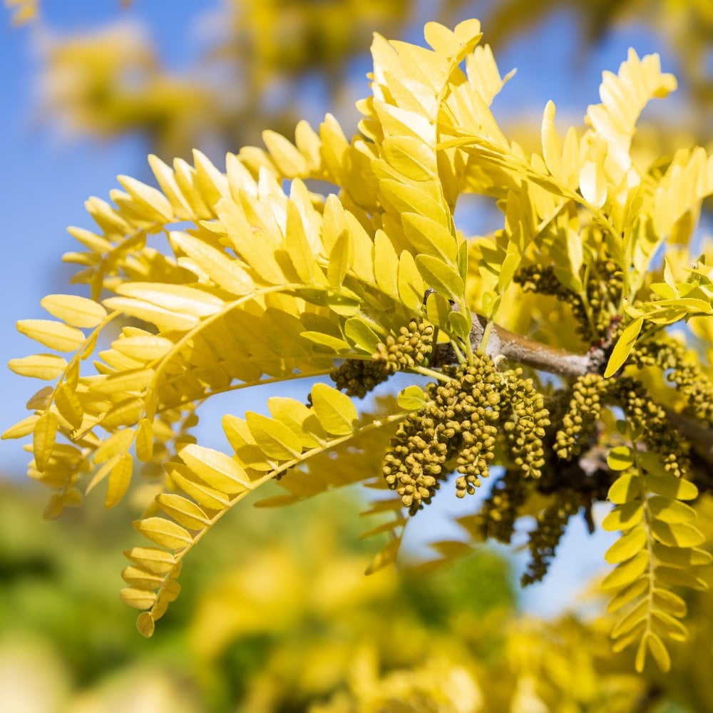 Gleditsia triacanthos Sunburst | Golden Honey Locust Tree – Ornamental ...