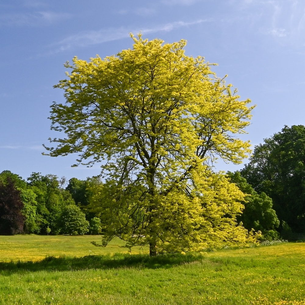 Gleditsia triacanthos Sunburst | Golden Honey Locust Tree – Ornamental ...