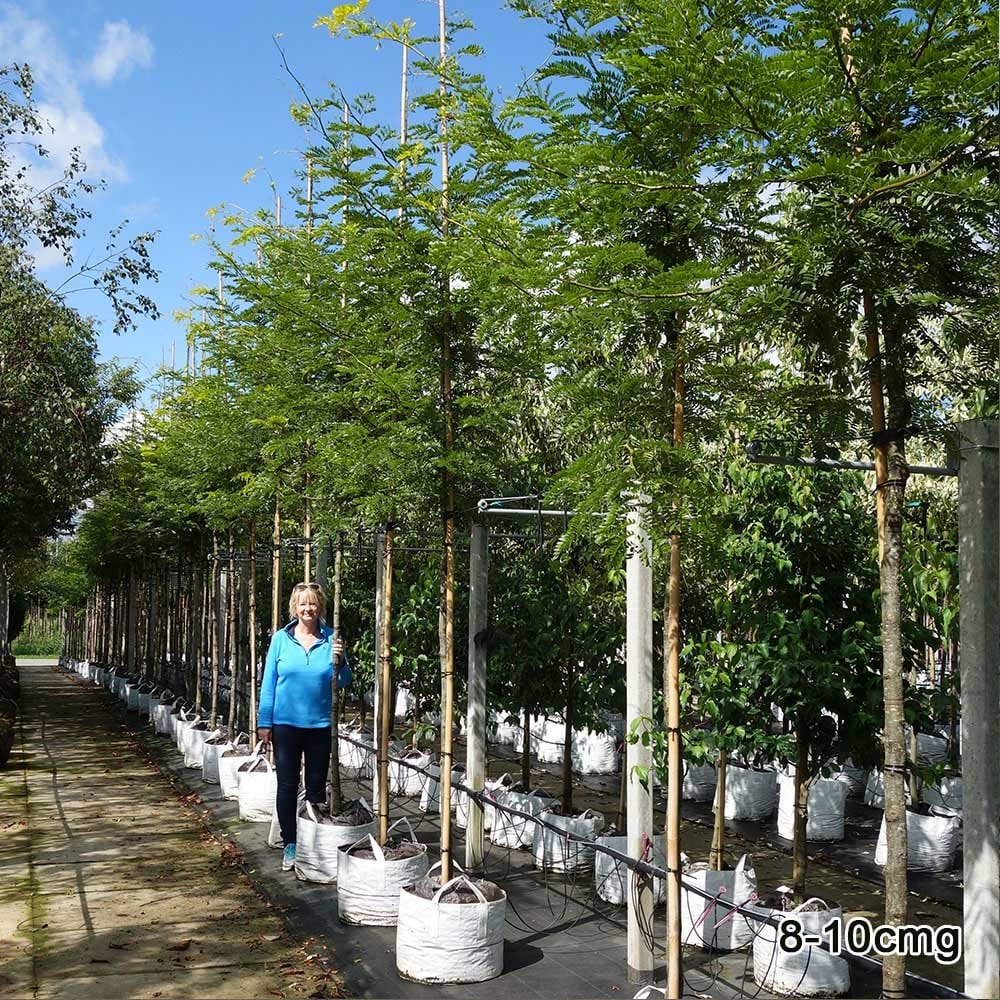 Gleditsia triacanthos Sunburst | Golden Honey Locust Tree – Ornamental ...