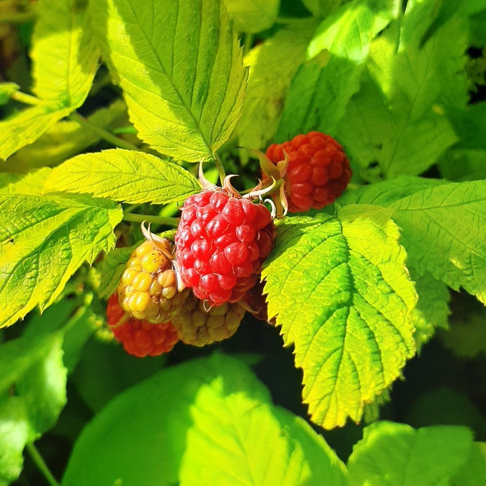 Groovy Raspberry | Raspberry Plants For Sale – Ornamental Trees