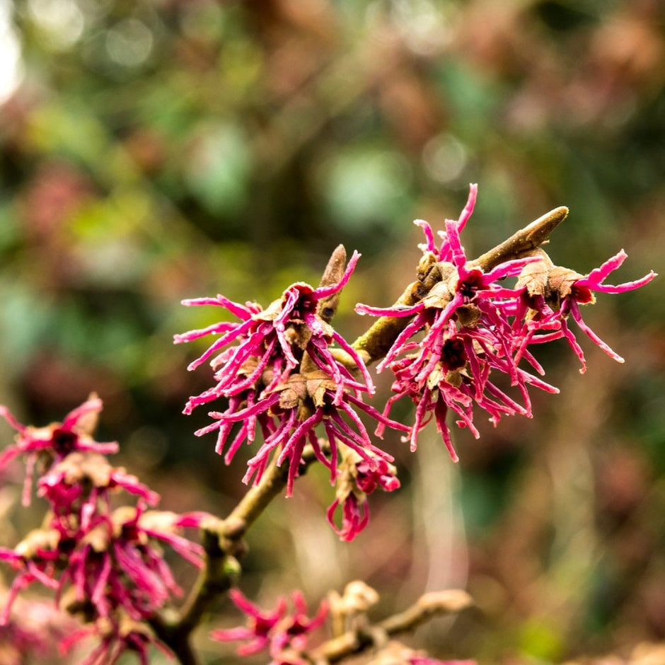 Witch Hazel Trees & Plants | Winter Flowering Hamamelis – Ornamental Trees