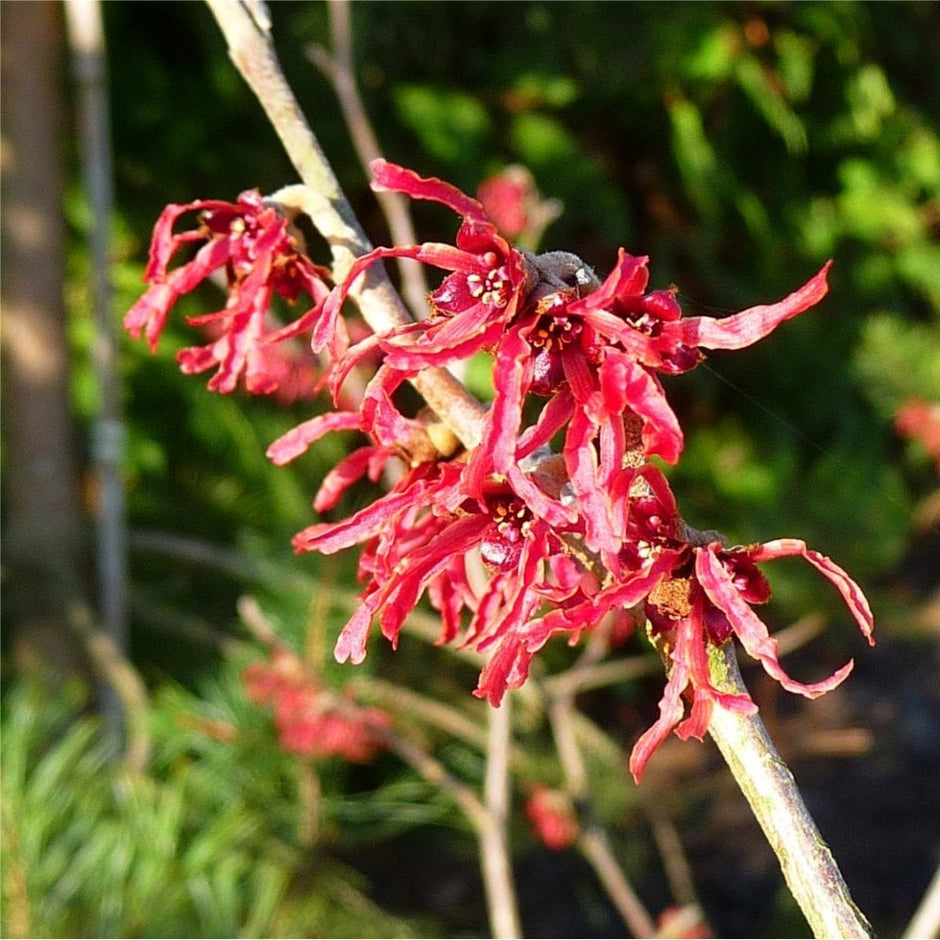 Witch Hazel Trees & Plants | Winter Flowering Hamamelis – Ornamental Trees