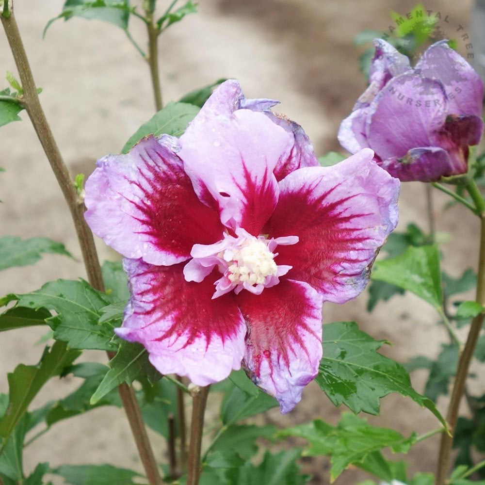 Hibiscus Flower Tower Purple | Upright Hibiscus – Ornamental Trees
