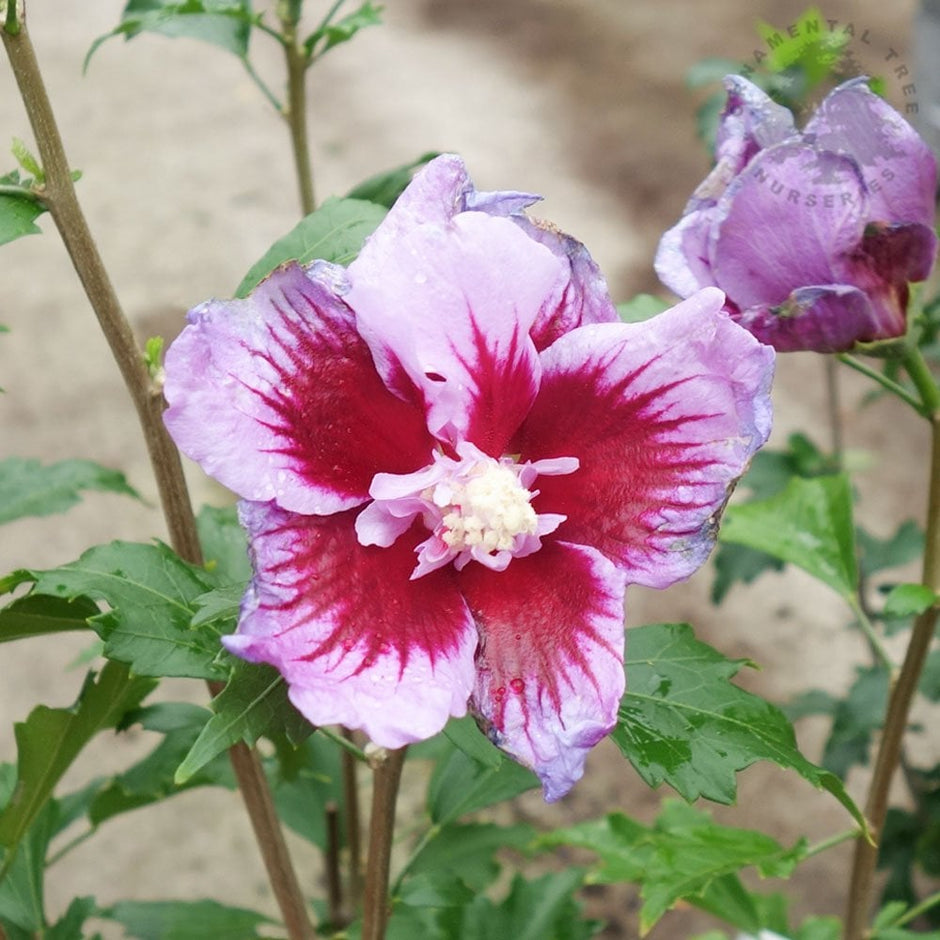 Hibiscus Flower Tower Ruby | Upright Hibiscus – Ornamental Trees