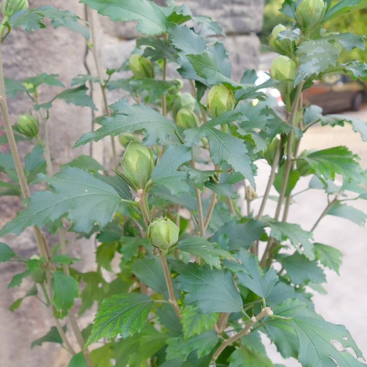 Hibiscus Flower Tower Purple | Upright Hibiscus – Ornamental Trees