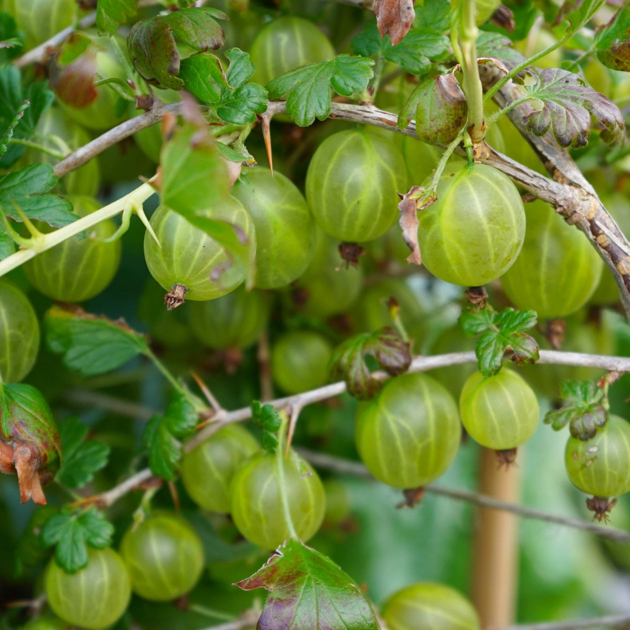 Hinnonmaki Yellow Gooseberry Bush Plants For Sale | Ornamental Trees