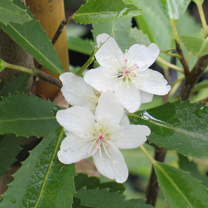 50+ Summer Flowering Trees Online | Ornamental Trees