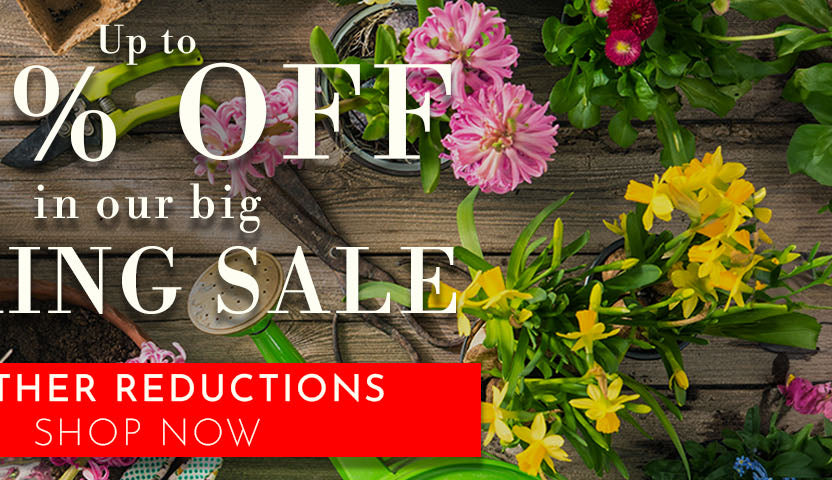 Ornamental Trees | Buy Quality Garden Trees Online