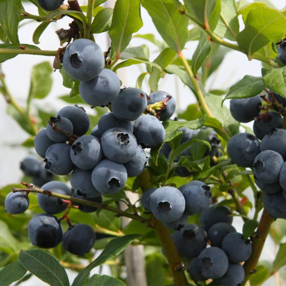 Hortblue Petite Blueberry Bush | Compact Blueberry | Ornamental Trees