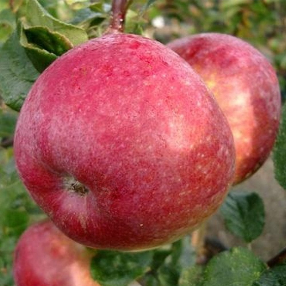Howgate Wonder Apple Tree | Large Cooking Apples | Ornamental Trees