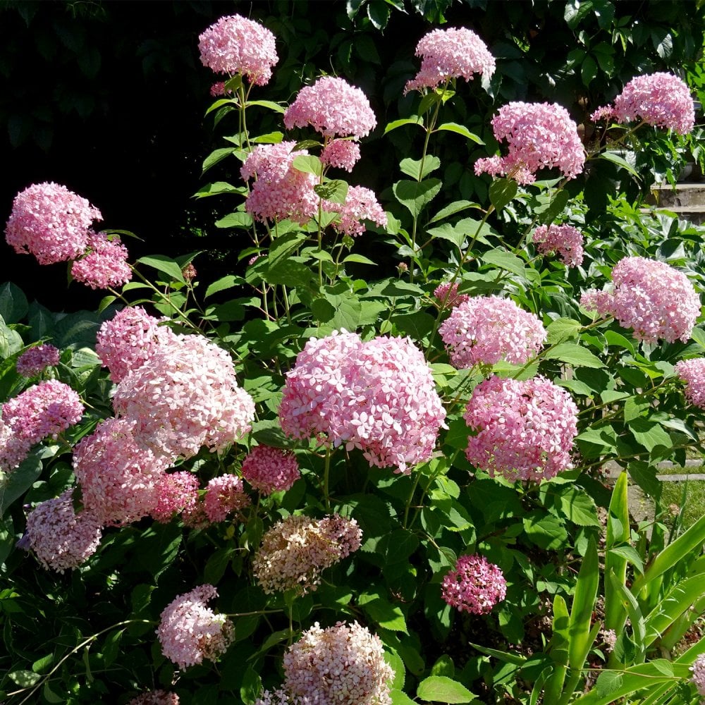 Hydrangea arborescens Pink Annabelle | Ornamental Trees