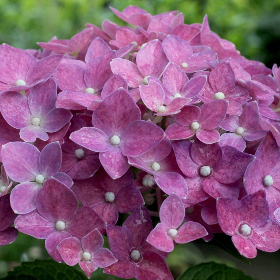 Hydrangea Shrubs & Bushes | Ornamental Trees