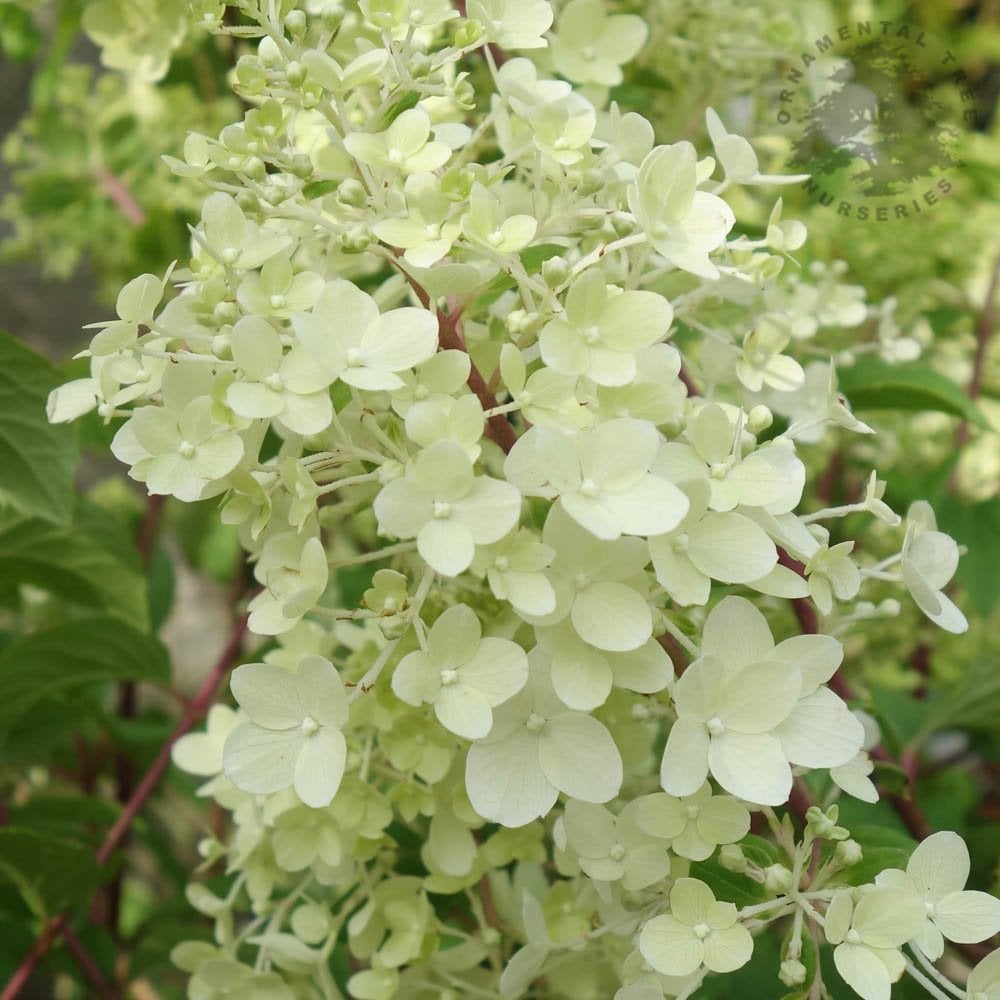 Hydrangea paniculata Diamant Rouge Shrub | Ornamental Trees