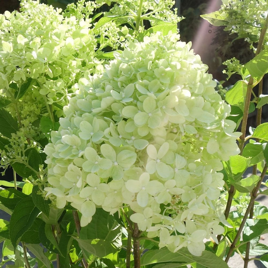 Hydrangea Shrubs & Bushes | Ornamental Trees