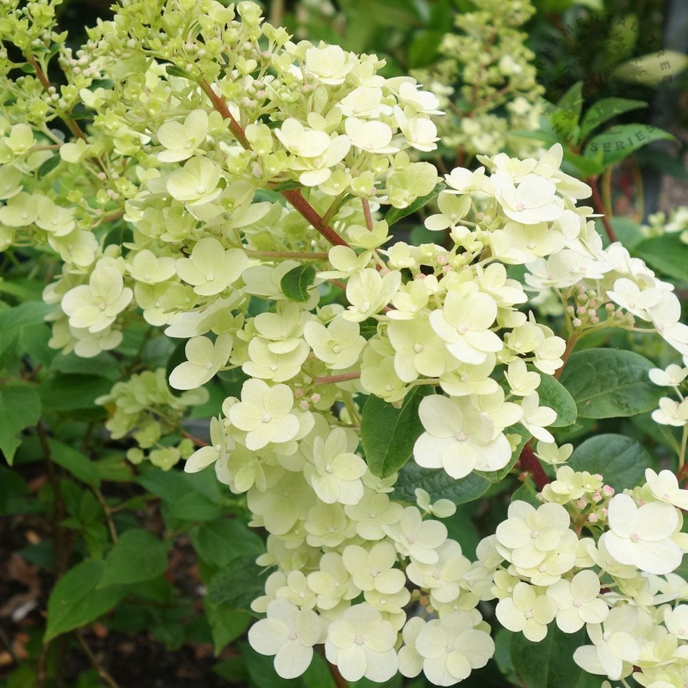 Hydrangea paniculata Sundae Fraise Shrub | Ornamental Trees