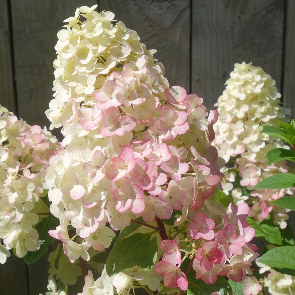 Hydrangea paniculata Sundae Fraise Shrub | Ornamental Trees