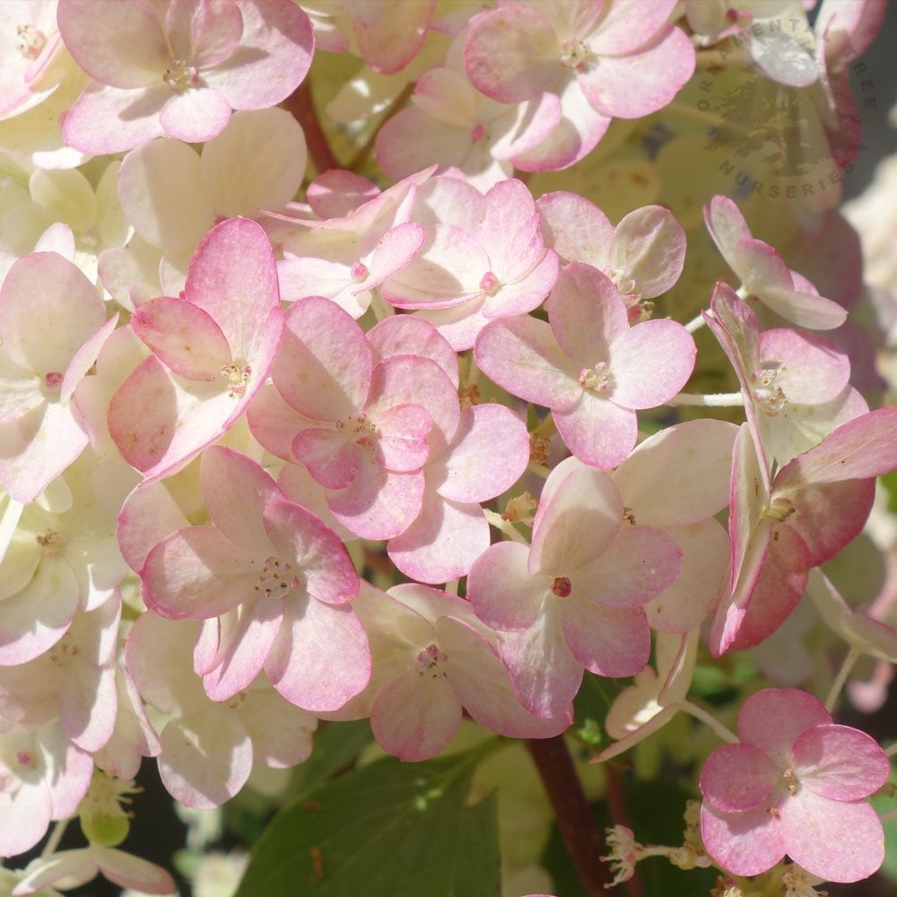 Hydrangea paniculata Sundae Fraise Shrub | Ornamental Trees