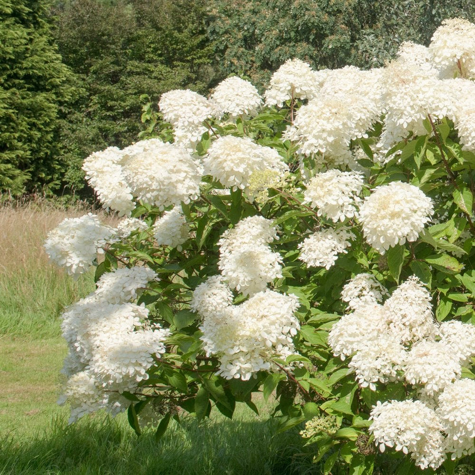 Hydrangea Shrubs & Bushes | Ornamental Trees