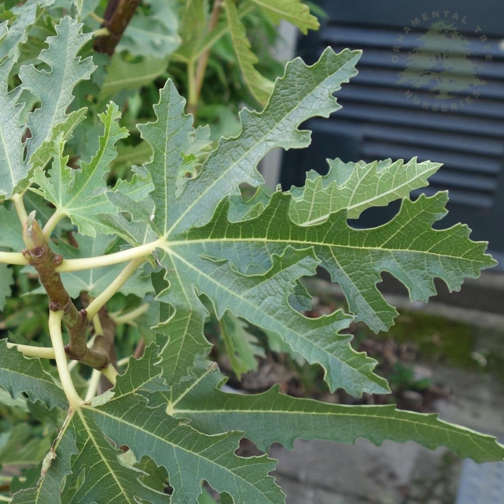 Ice Crystal Fig Tree | Buy Ficus carica Ice Crystal | Ornamental Trees