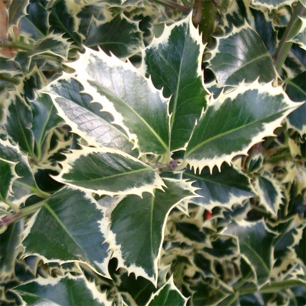 Ilex aquifolium Argentea Marginata Variegated Holly | Ornamental Trees