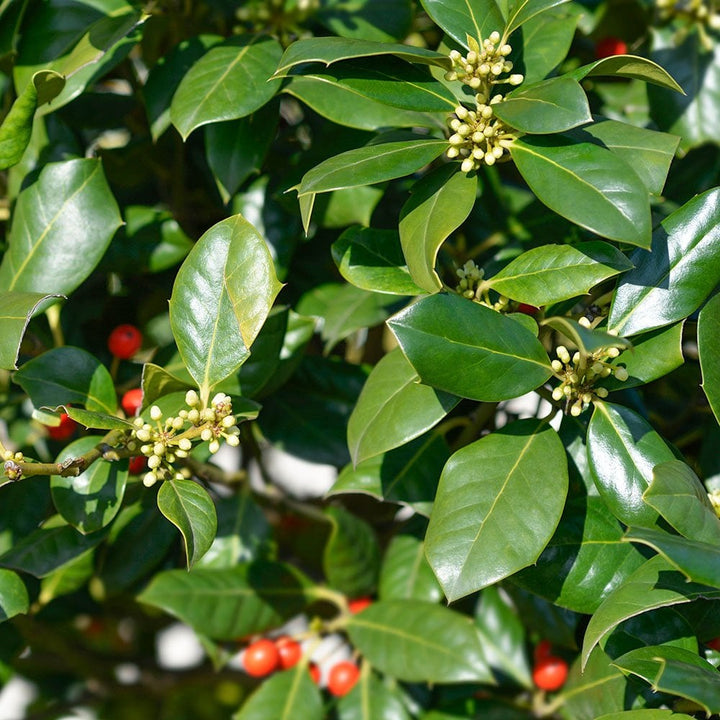 Holly Trees & Bushes | Ilex For Sale | Ornamental Trees