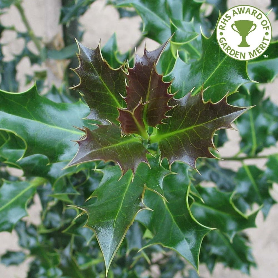 Ilex aquifolium Argentea Marginata Variegated Holly | Ornamental Trees