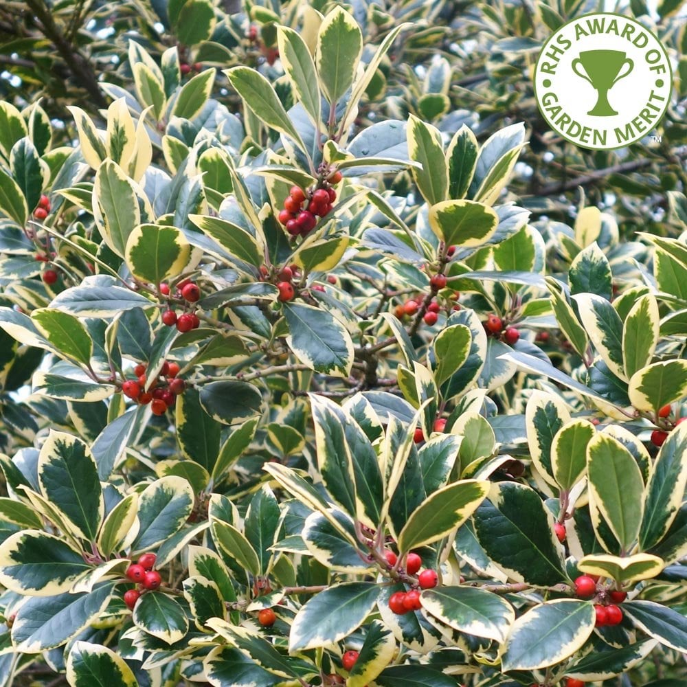 Ilex x altaclerensis Golden King | Variegated Holly | Ornamental Trees