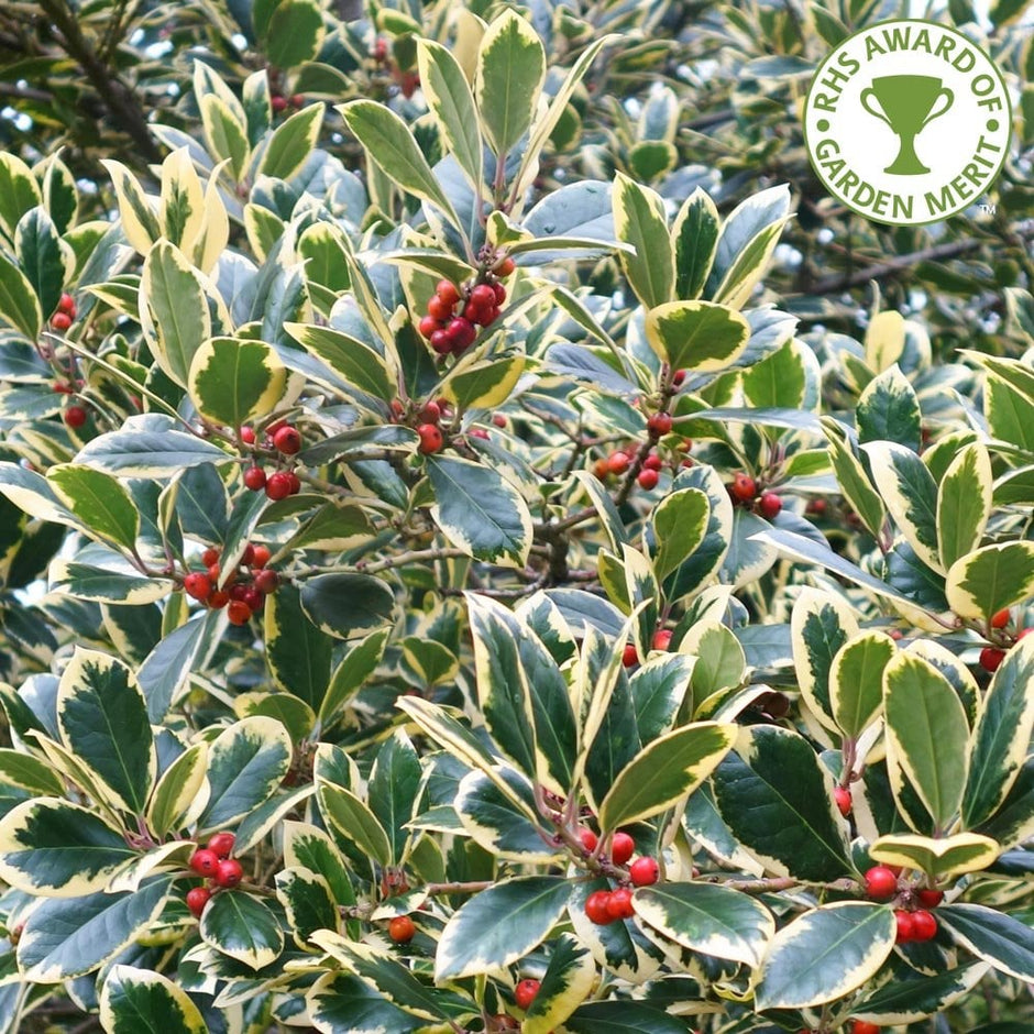 Holly Trees & Bushes | Ilex For Sale | Ornamental Trees