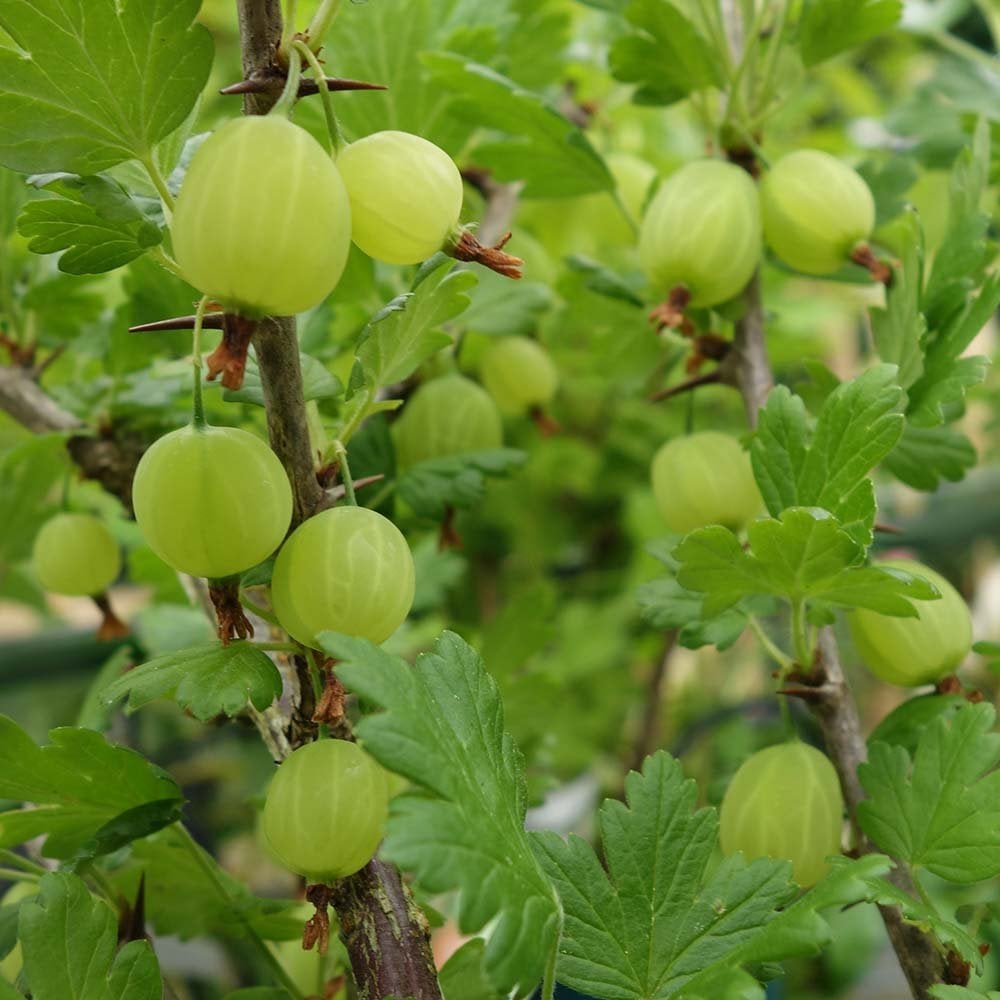Gooseberry Invicta Bushes & Plants For Sale | Ornamental Trees