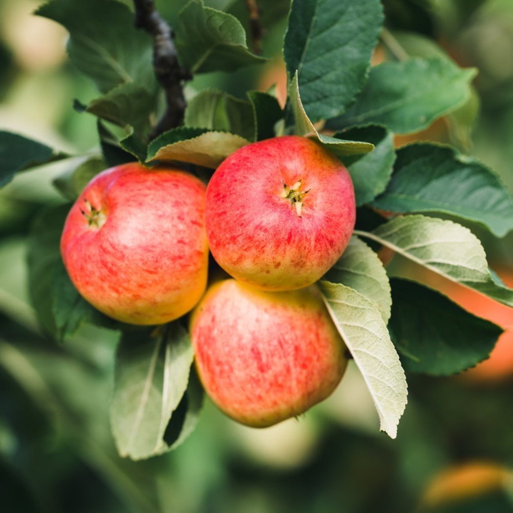 James Grieve Apple | Young & Mature Apple Trees For Sale – Ornamental Trees