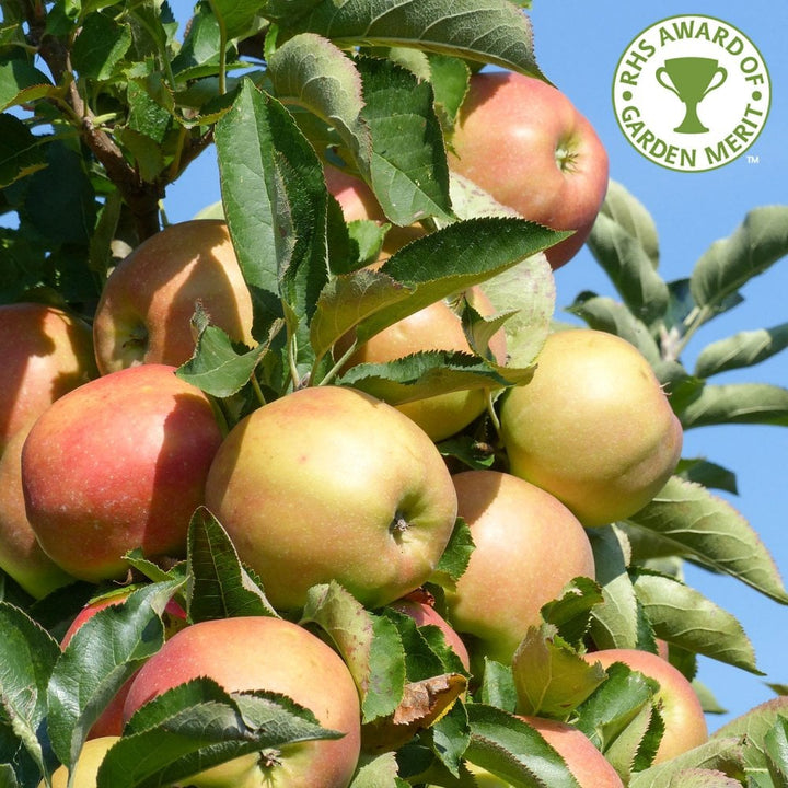 Apple Dabinett | Buy Self Fertile Cider Apple Trees – Ornamental Trees
