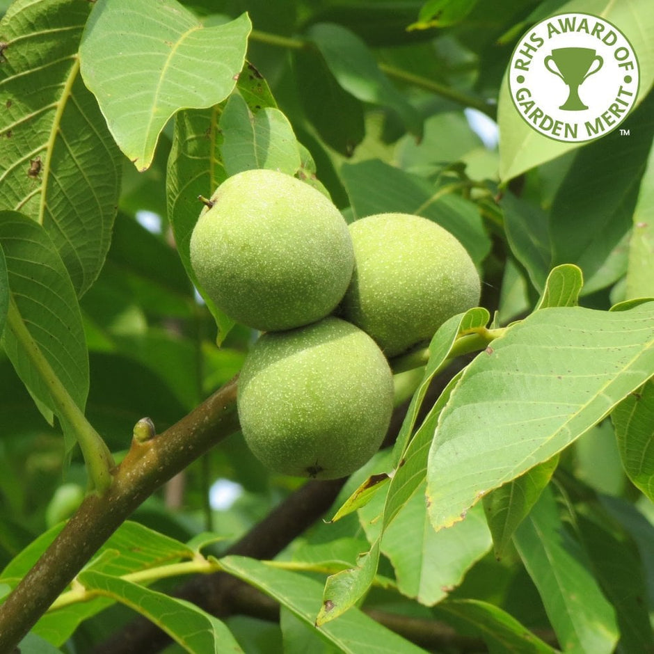 Mature & Large Fruit Trees For Sale | Ornamental Trees